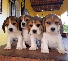 Cuccioli di Beagle in vendita